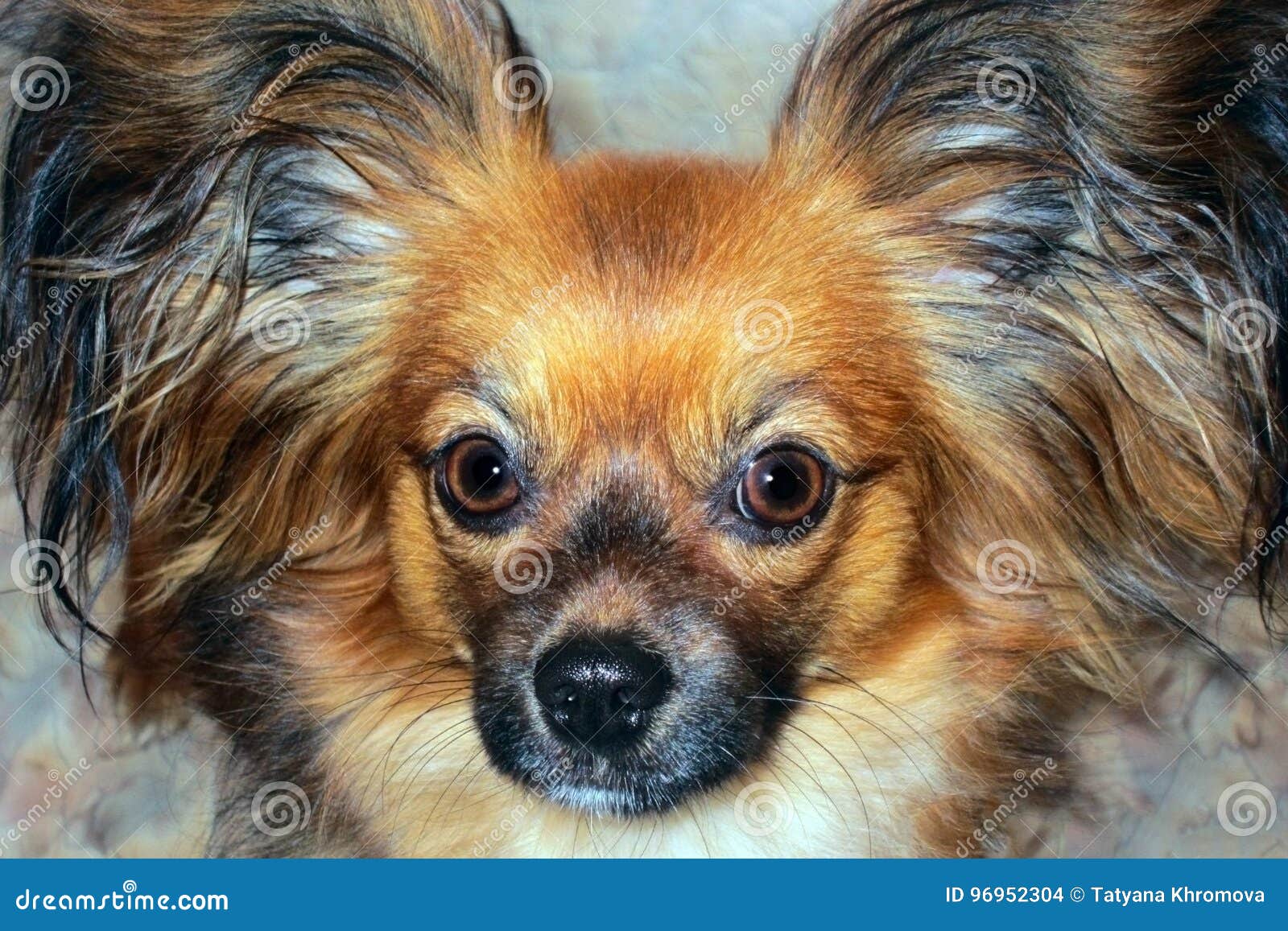 Dog Breed Papillon Looks into the Frame Stock Photo - Image of black ...