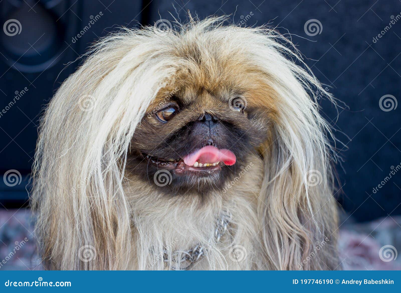 Dog breed Pekingese stock photo. Image of happy, looking - 197746190