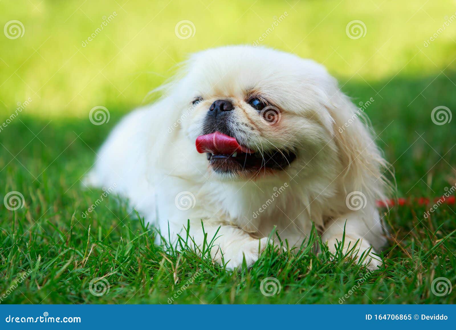 Dog breed pekingese stock image. Image of looking, stadium - 164706865