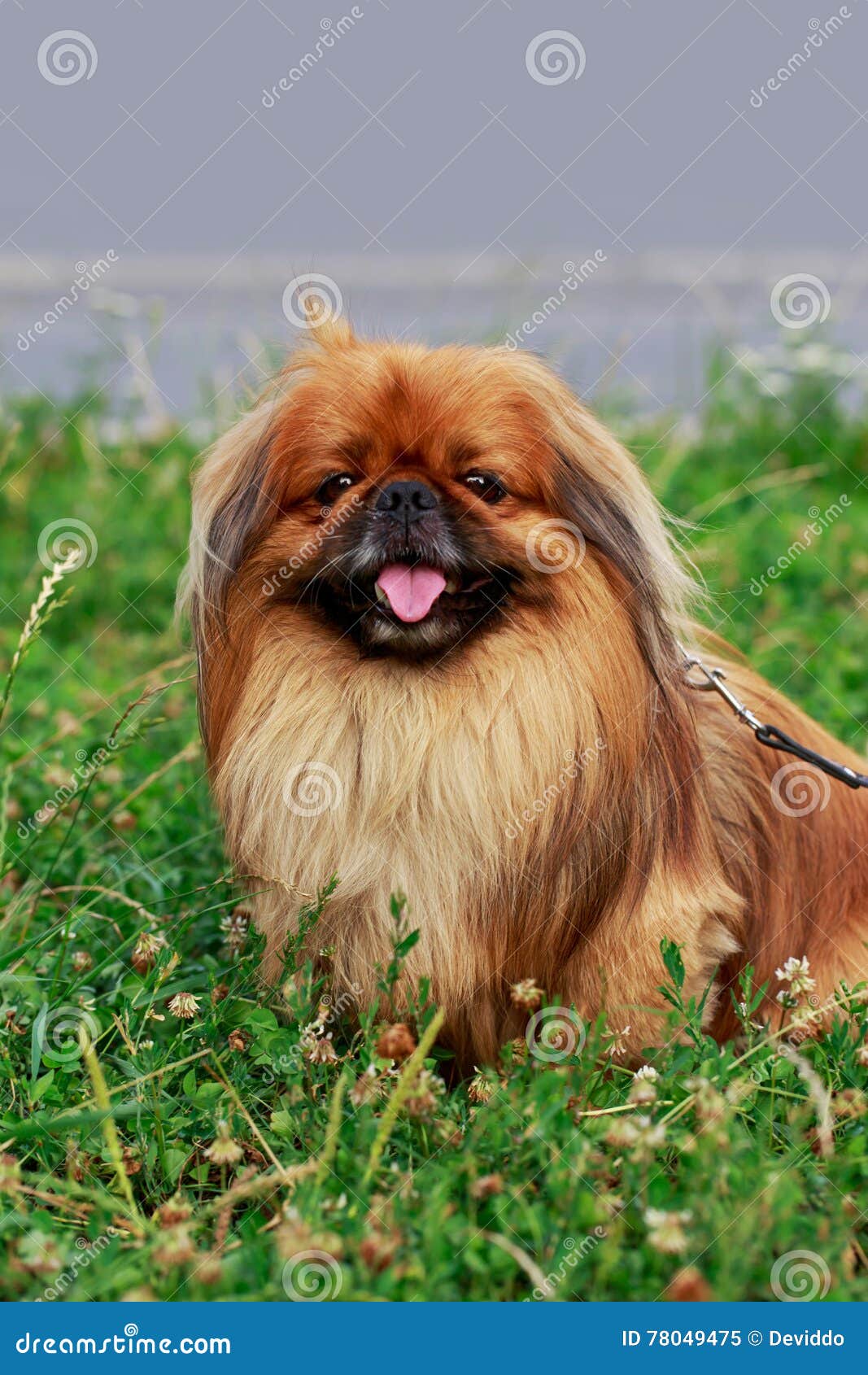 Dog breed Pekingese stock image. Image of hair, little - 78049475