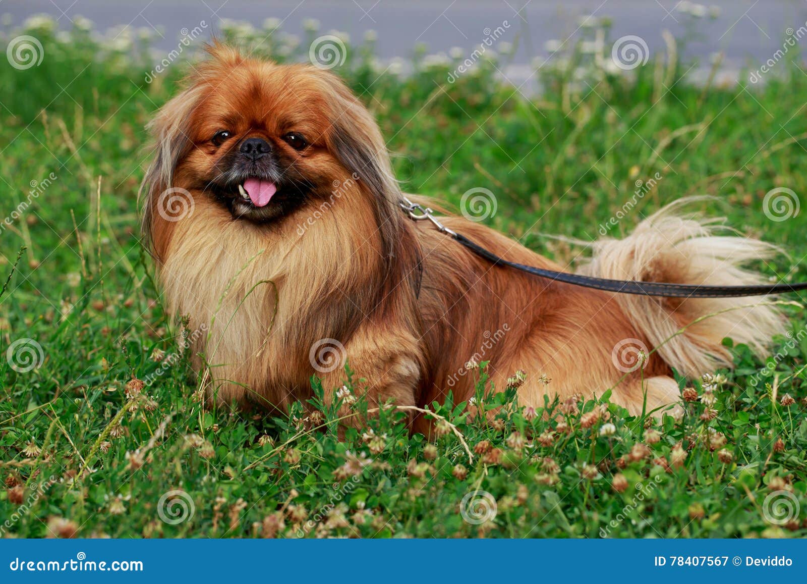 Dog breed Pekingese stock image. Image of pampered, little - 78407567