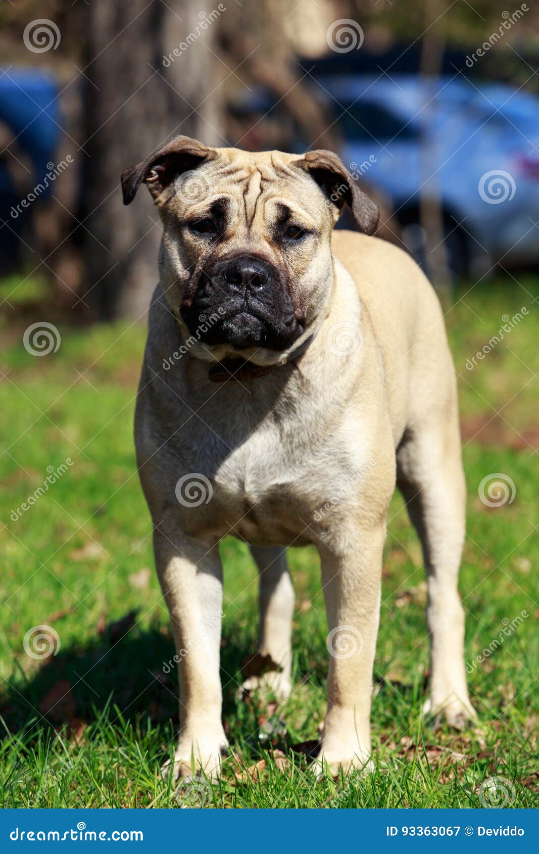 Dog breed Perro De Presa stock image. Image of hair, looking - 93363067