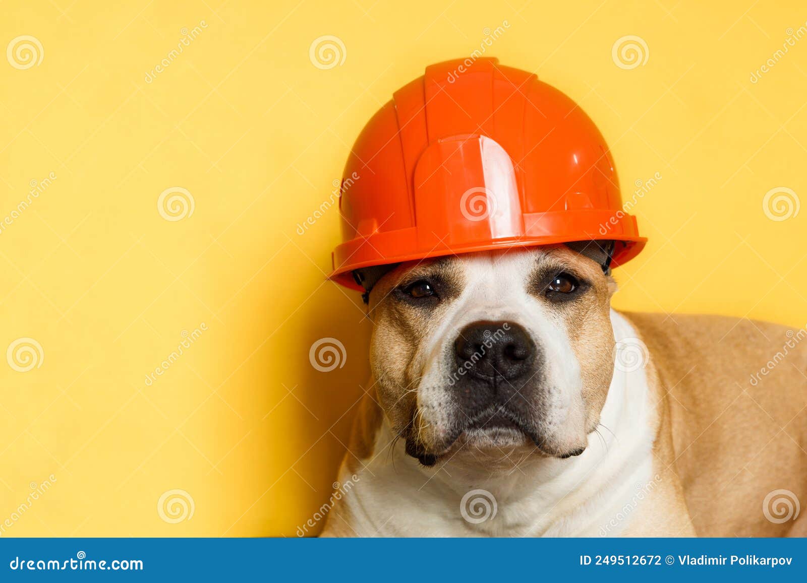 Dog Breed Pit Bull Terrier in a Construction Helmet on a Yellow Stock ...