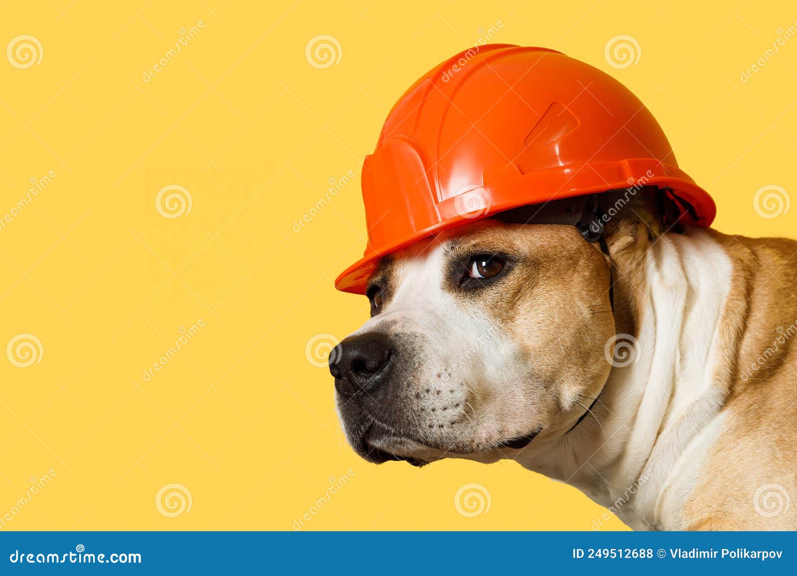 Dog Breed Pit Bull Terrier in a Construction Helmet on a Yellow Stock ...