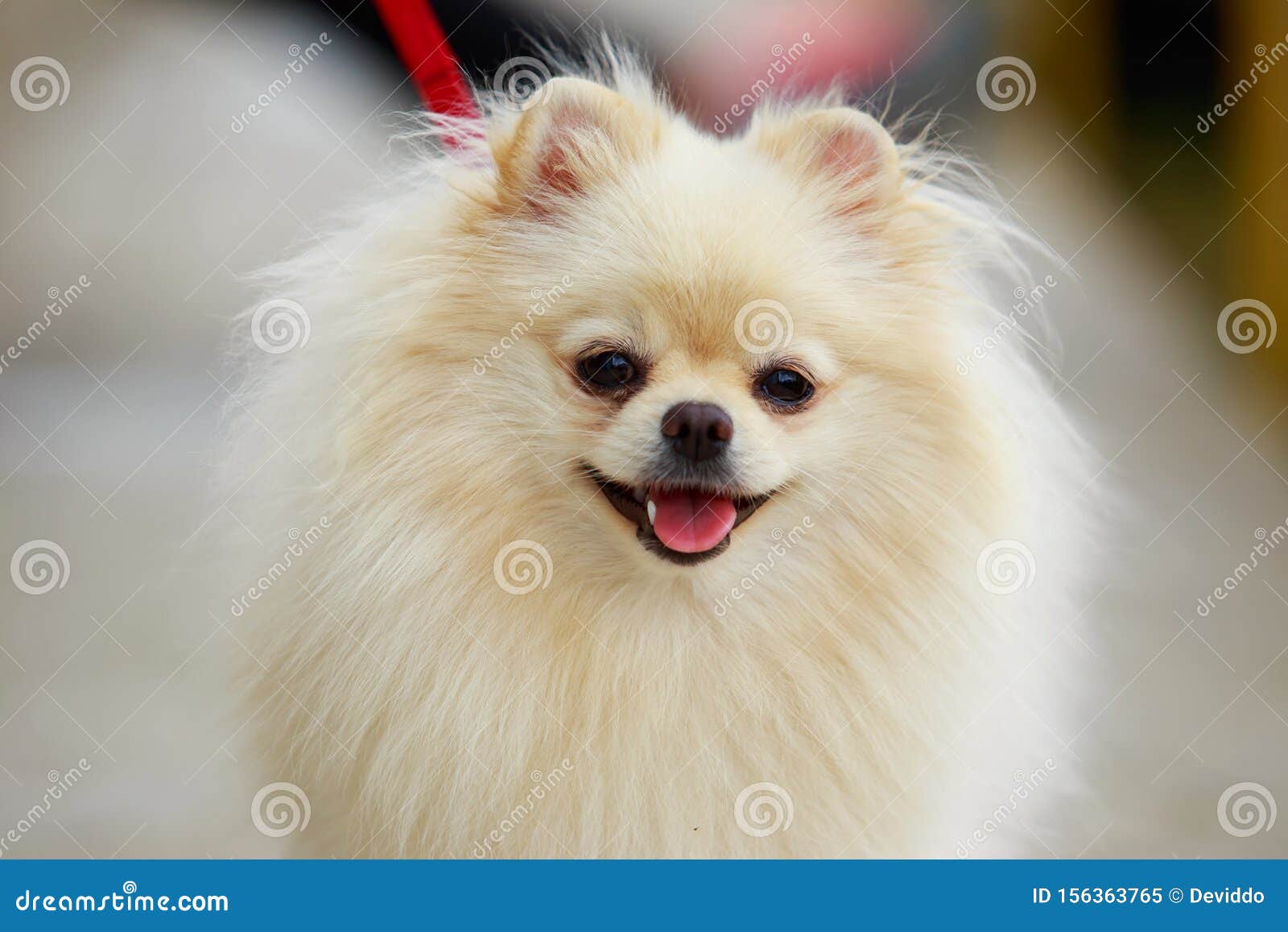 The Dog Breed Pomeranian Spitz Stock Image - Image of hair, sitting ...