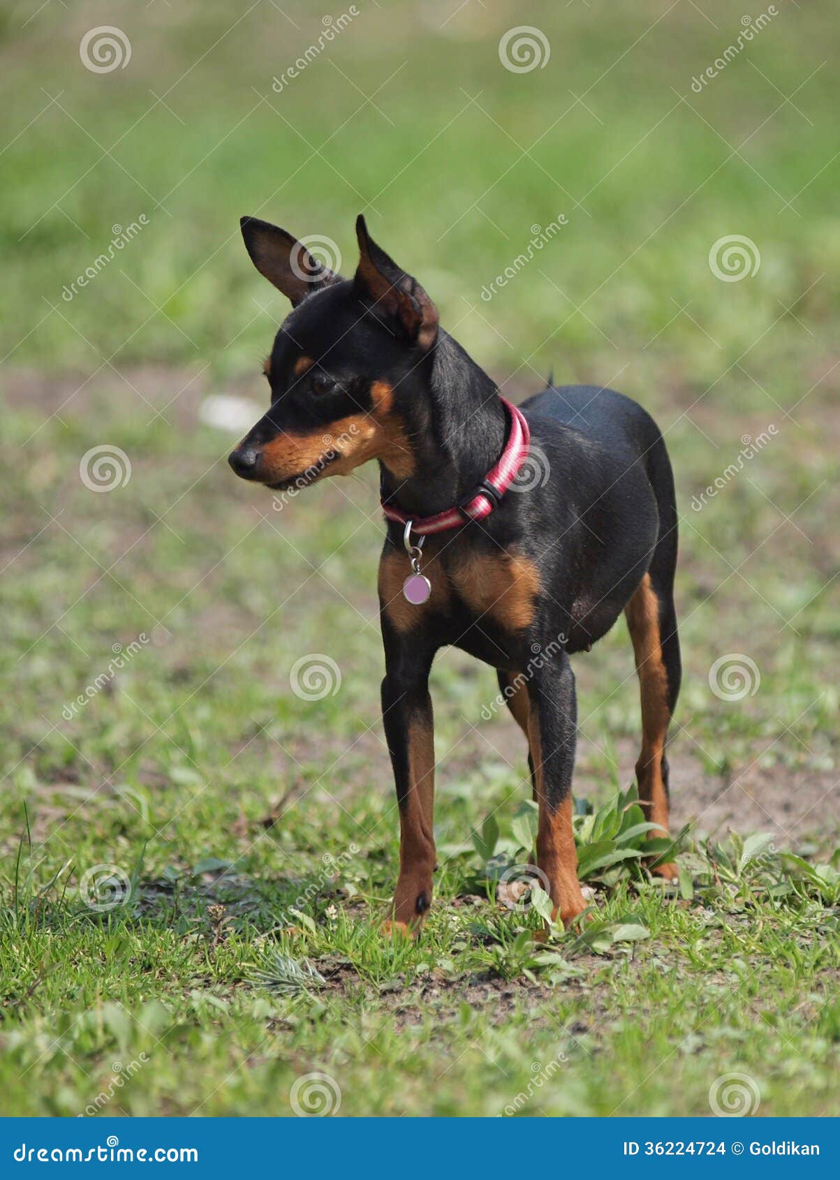 Dog of Breed of Prague Ratter Stock Photo - Image of breeding, czech ...