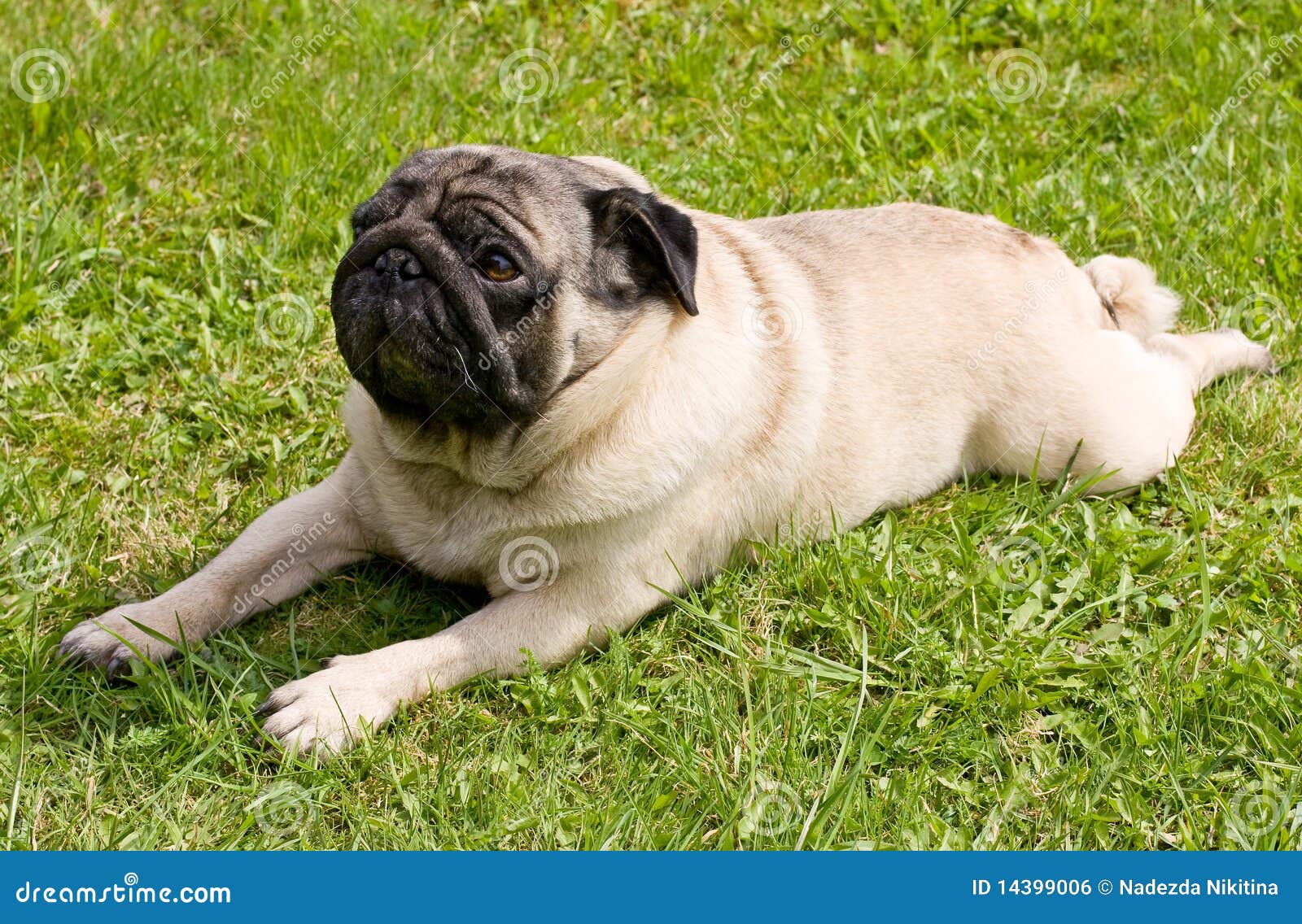 Dog breed pug stock photo. Image of pooch, life, friendship - 14399006