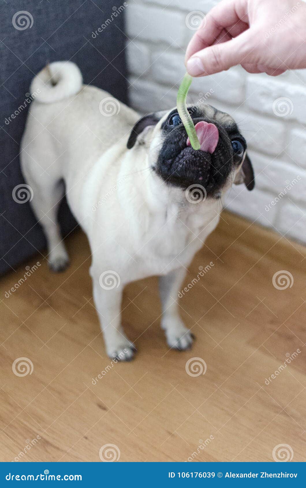 Dog Breed Pug Eating Jelly Worm Stock Image - Image of sweet, puppy ...