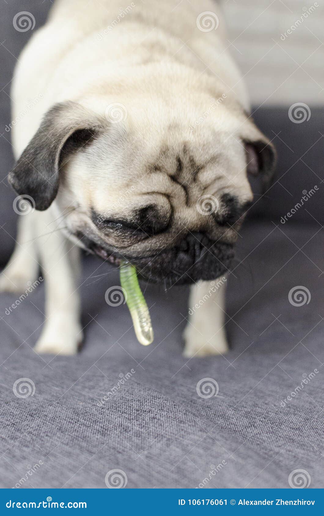 Dog Breed Pug Eating Jelly Worm Stock Image - Image of candy, looking ...