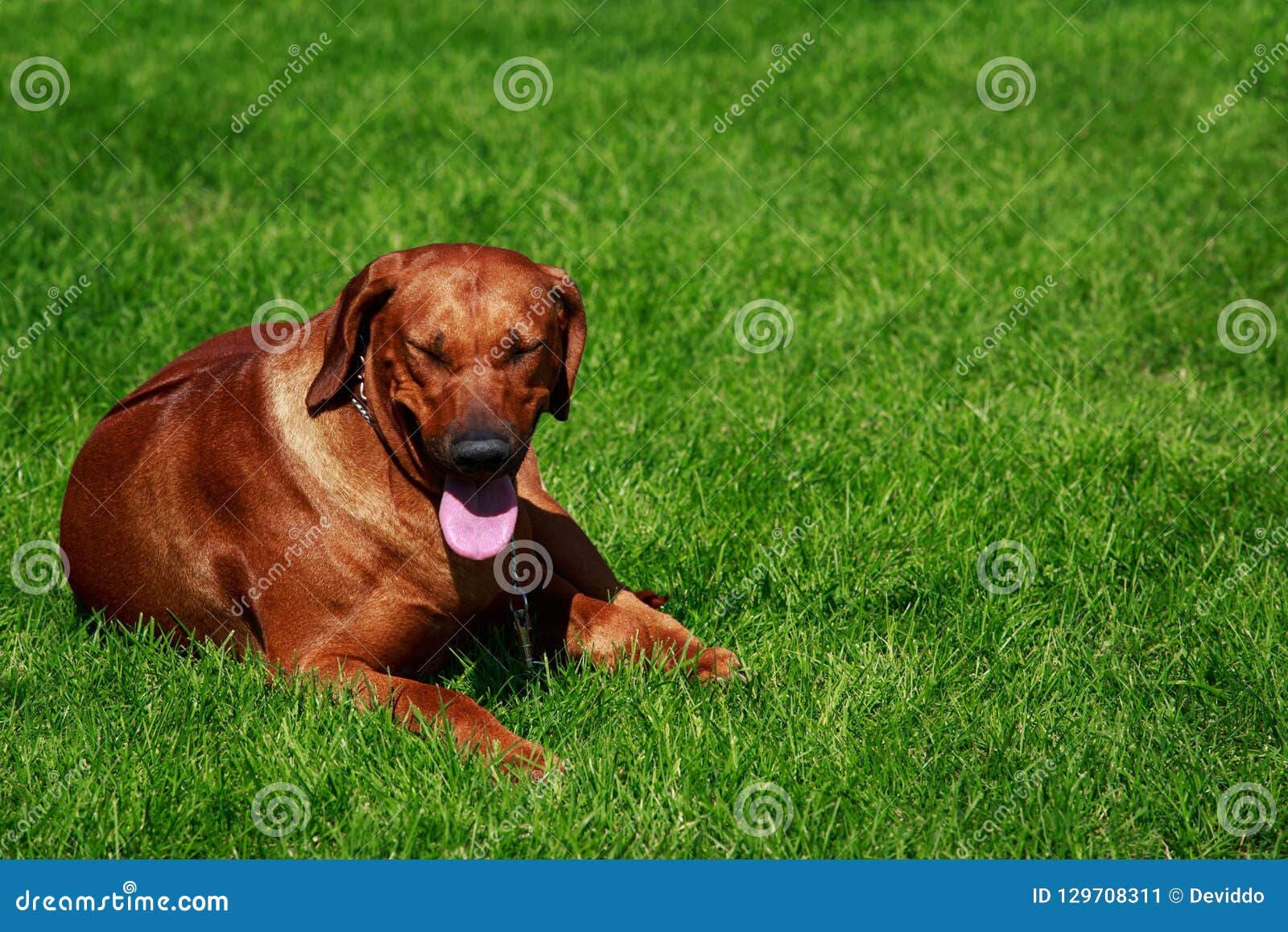 Dog Breed Rhodesian Ridgeback Stock Image - Image of colour, pampered ...