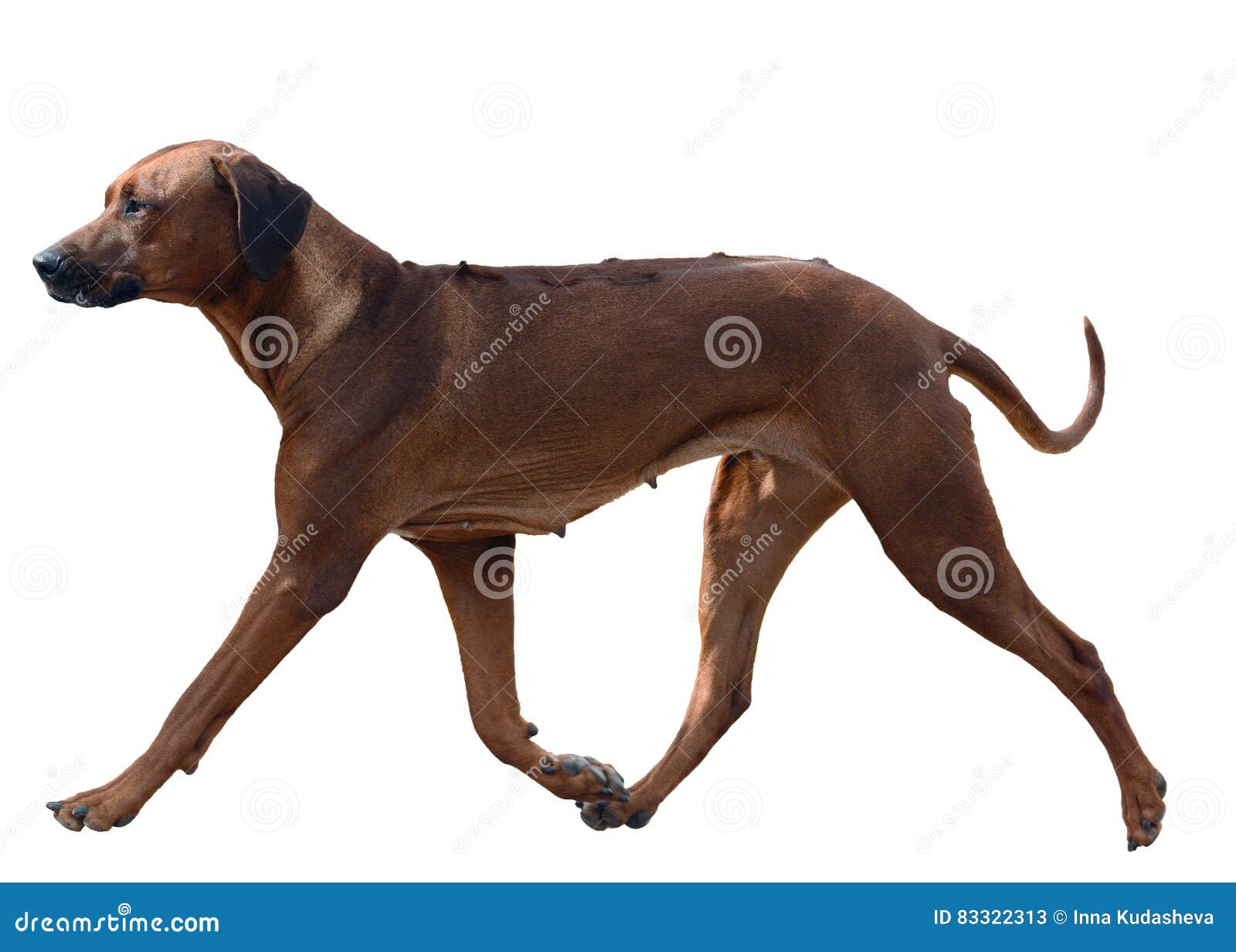 Dog Breed Rhodesian Ridgeback in Motion Isolated Stock Image - Image of ...