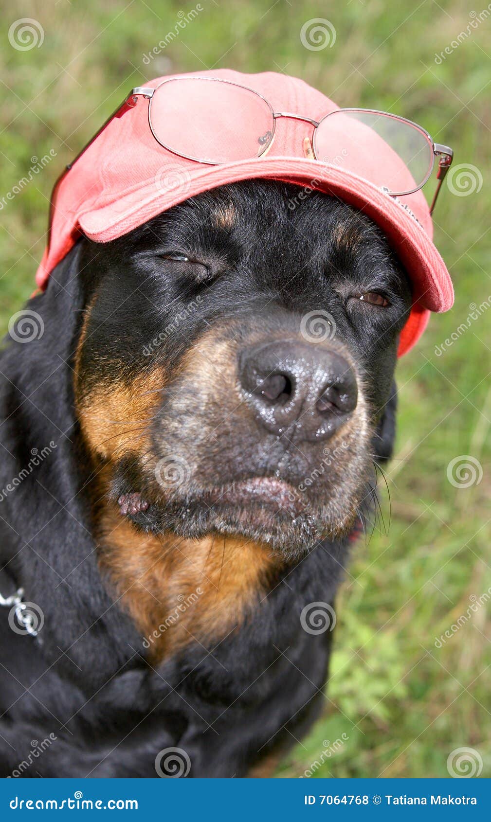 Dog Of Breed A Rottweiler In A Cap And Glasses Picture. Image: 7064768
