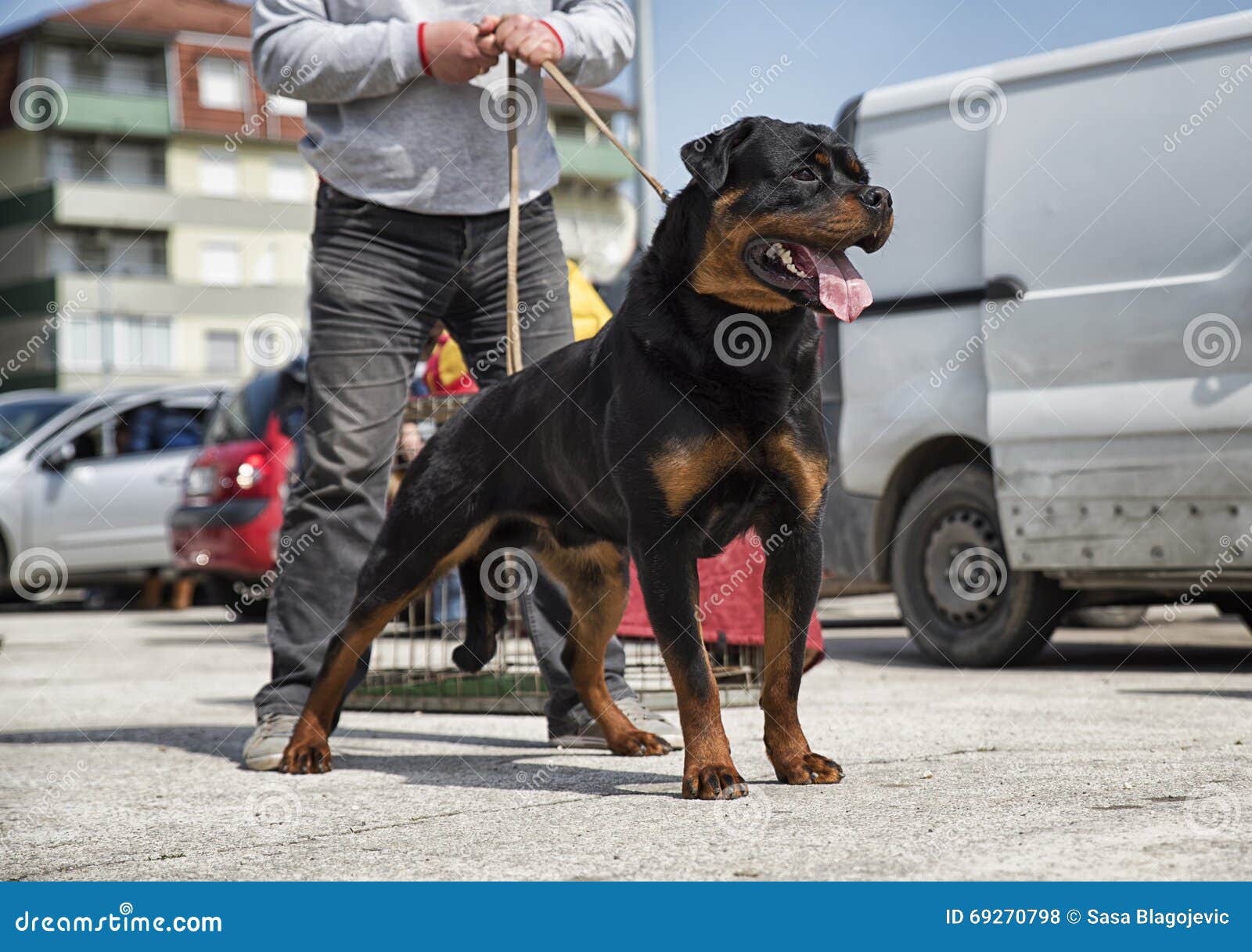 240 Dog Defensive Stock Photos - Free & Royalty-Free Stock Photos from ...