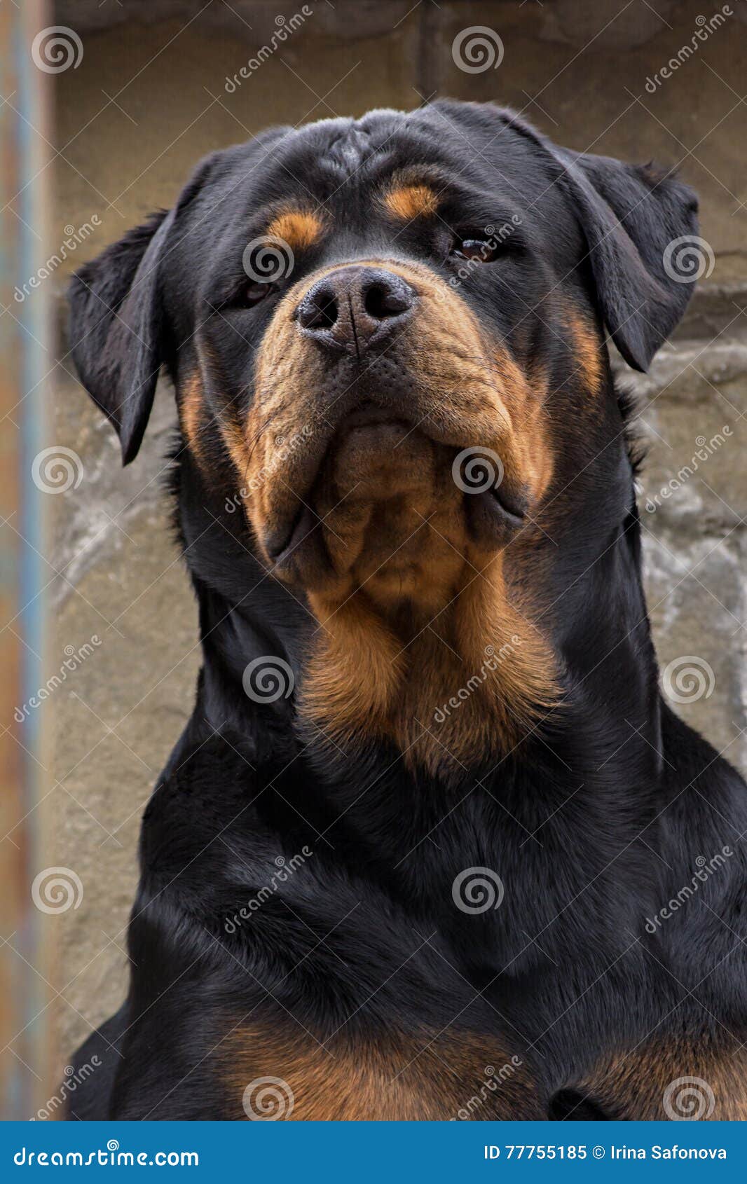 The dog breed Rottweiler stock image. Image of pedigreed - 77755185