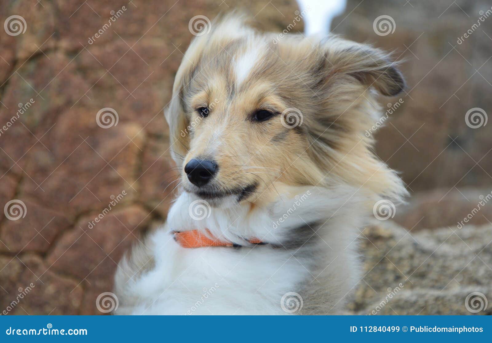 Dog, Dog Breed, Rough Collie, Scotch Collie Picture. Image: 112840499