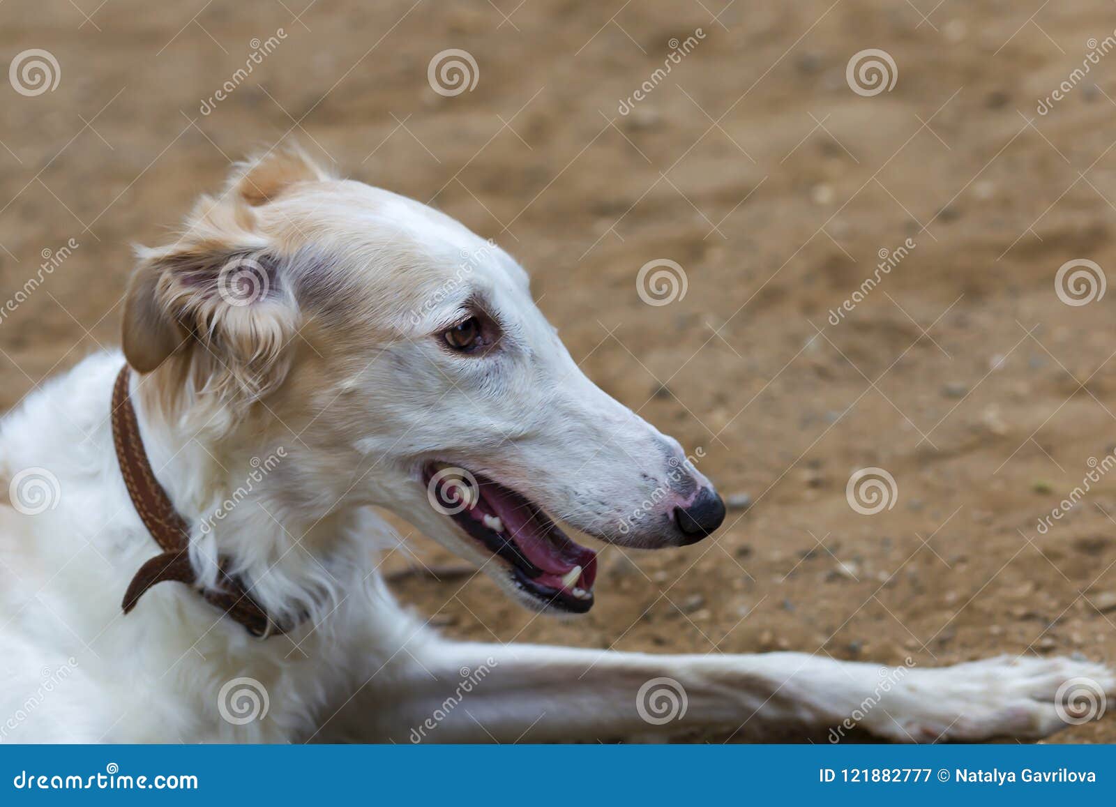 Dog Breed Russian Greyhound, Close-up Stock Image - Image of animal ...