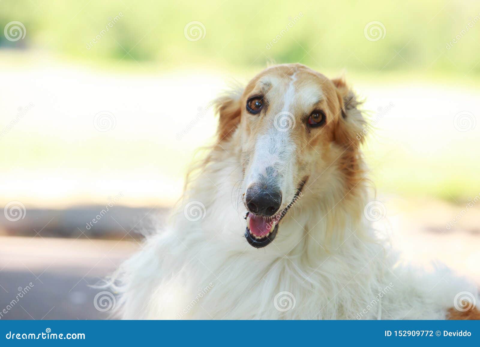 Dog Breed Russian Hound Greyhound Stock Photo - Image of canine, clever ...