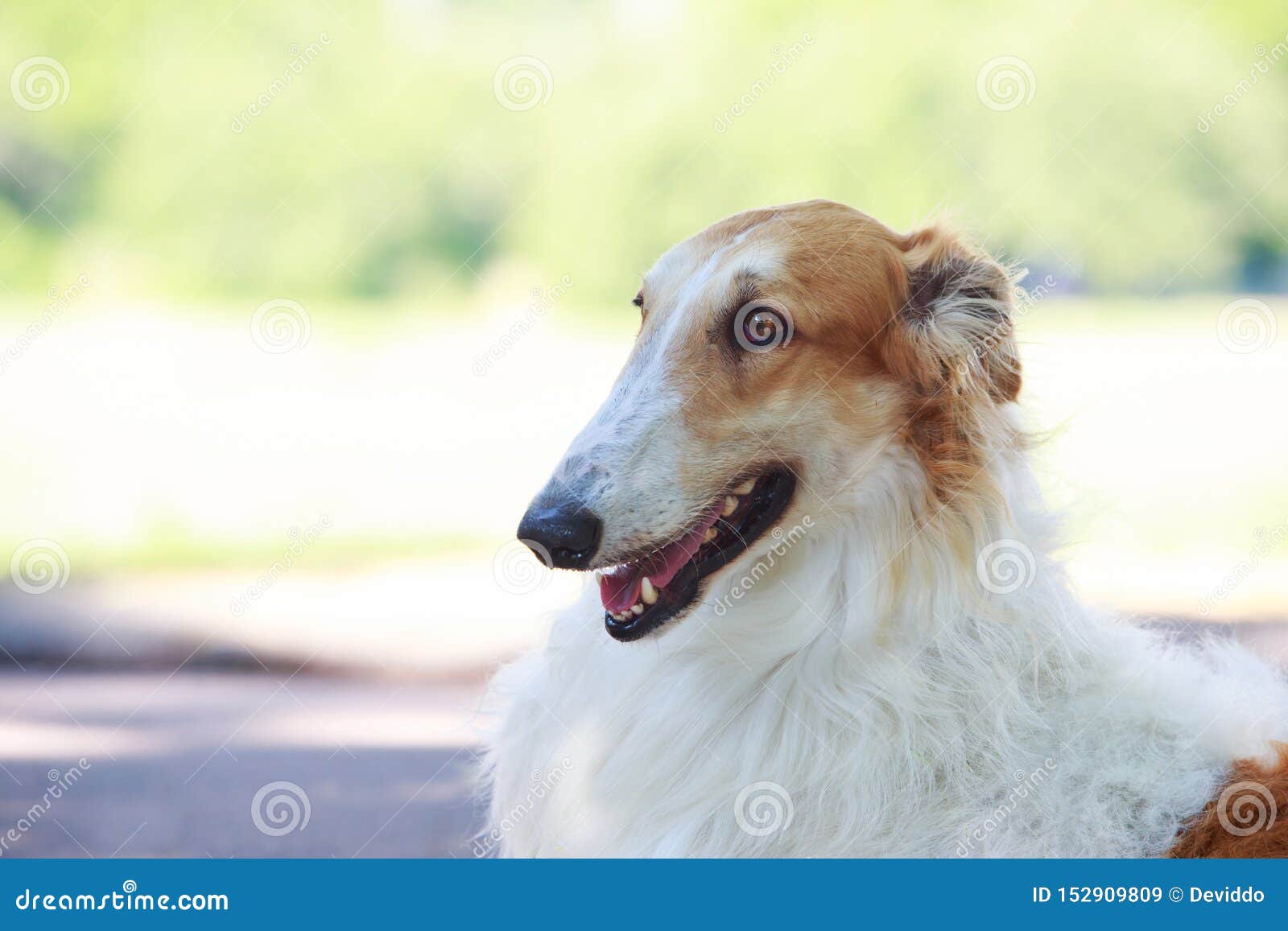 Dog Breed Russian Hound Greyhound Stock Image - Image of hunting, hunt ...