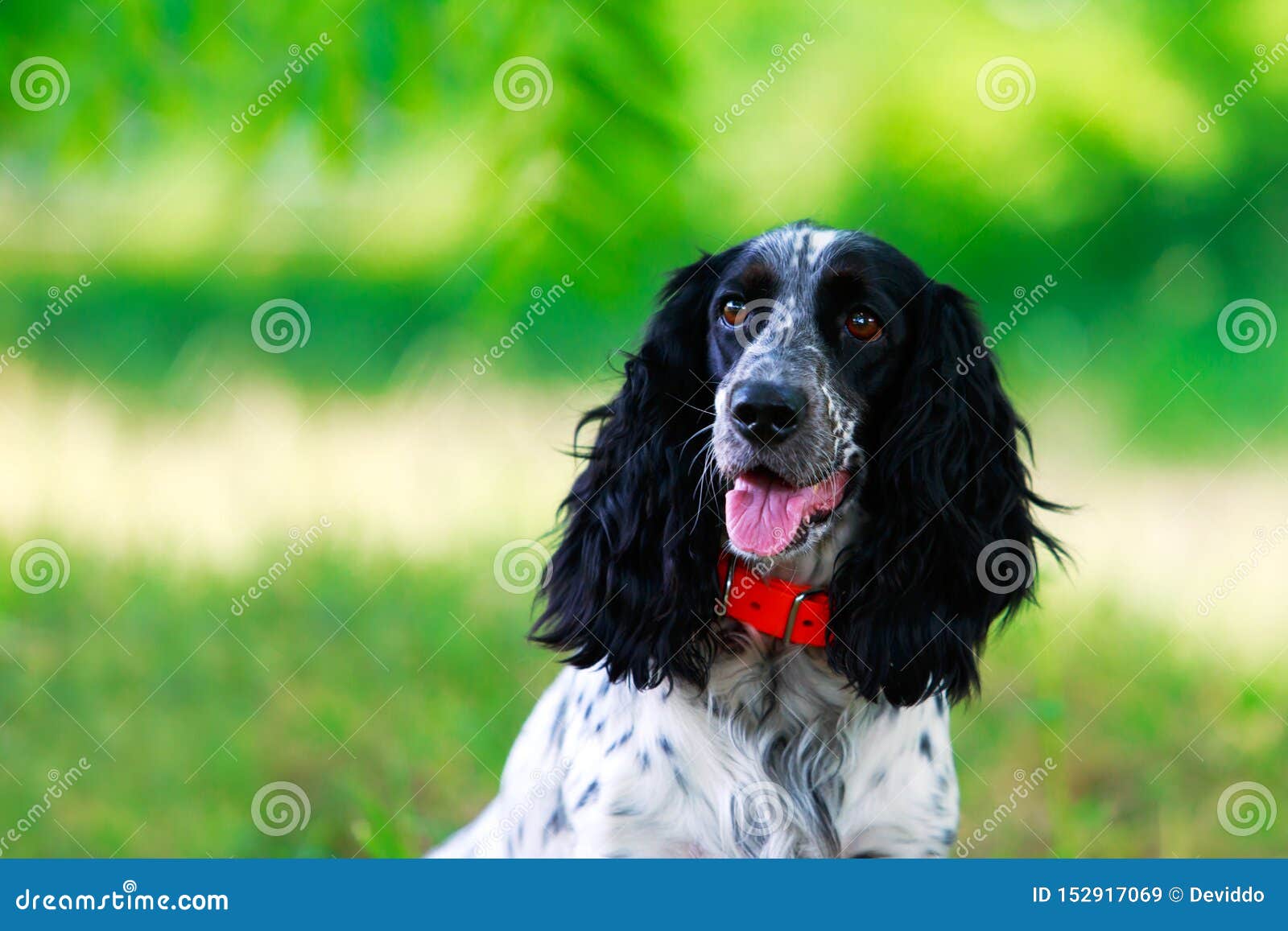 Dog Breed Russian Hunting Spaniel Stock Image - Image of domestic ...
