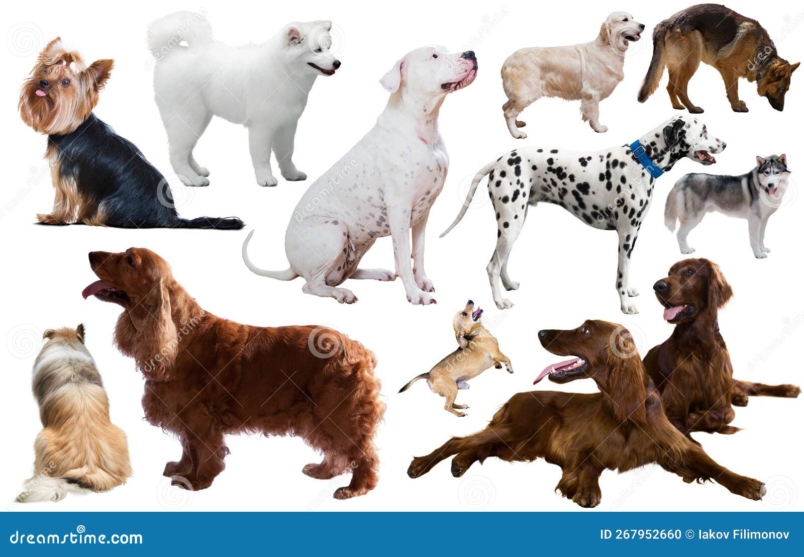 Dog breed set stock photo. Image of decorative, group - 267952660