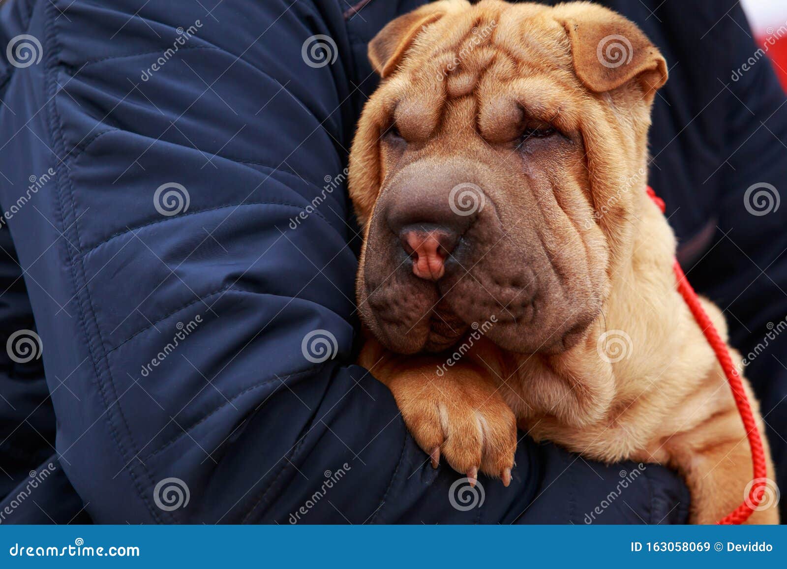Dog breed Sharpei stock image. Image of pampered, ginger - 163058069