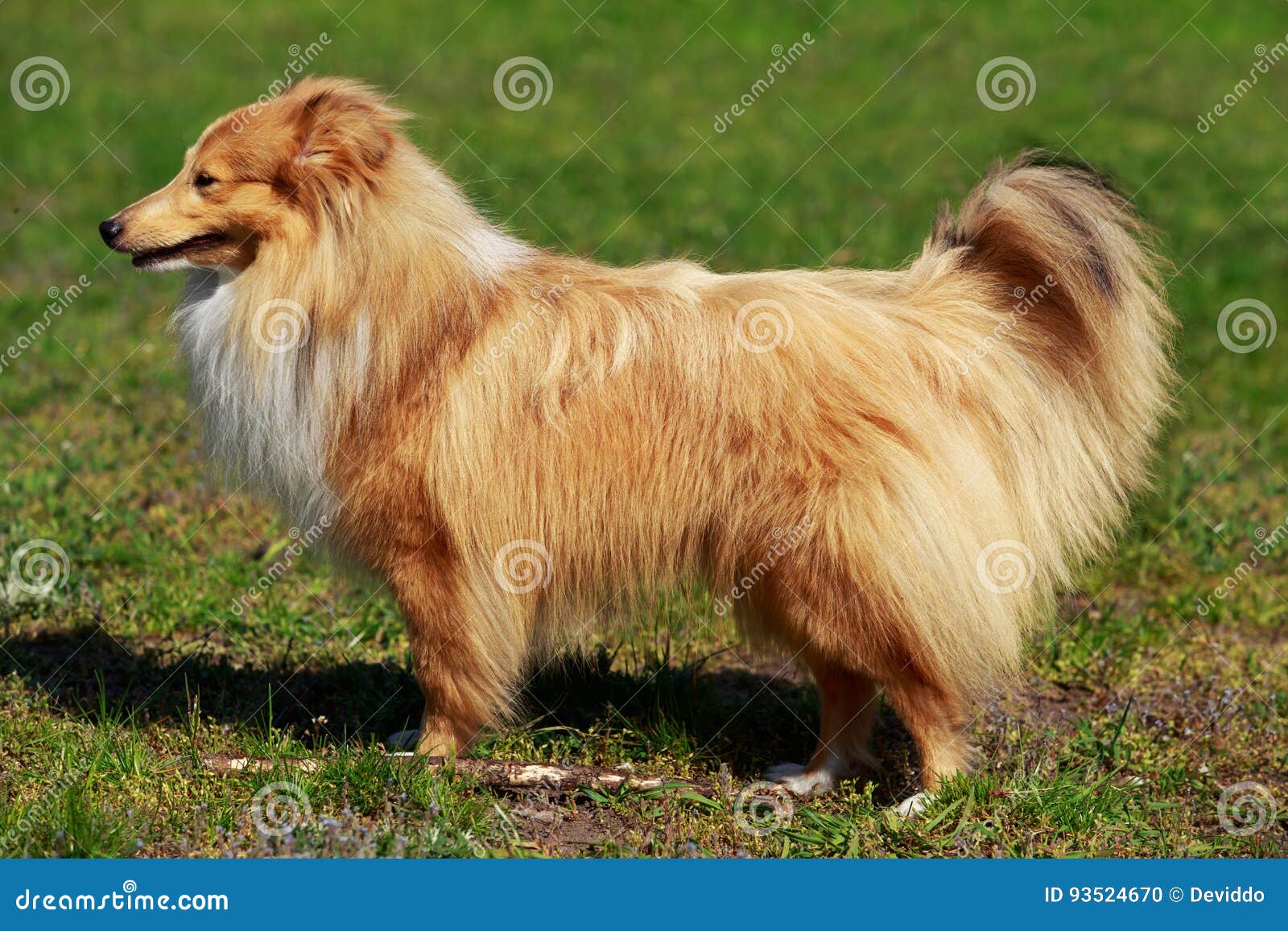 Dog breed Sheltie stock photo. Image of animal, sheltie - 93524670