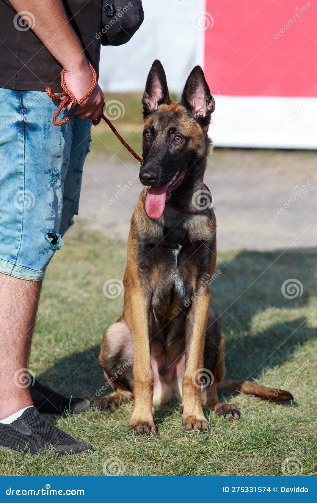 The dog breed shepherd stock photo. Image of looking - 275331574