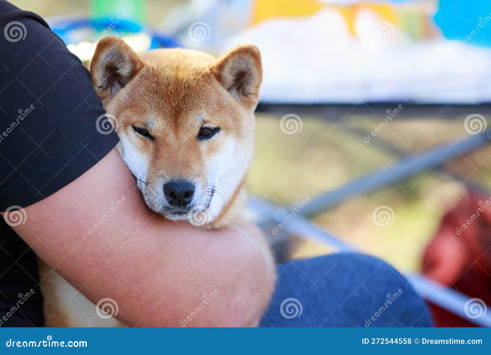 Dog breed Shiba Inu stock photo. Image of human, shiba - 272544558