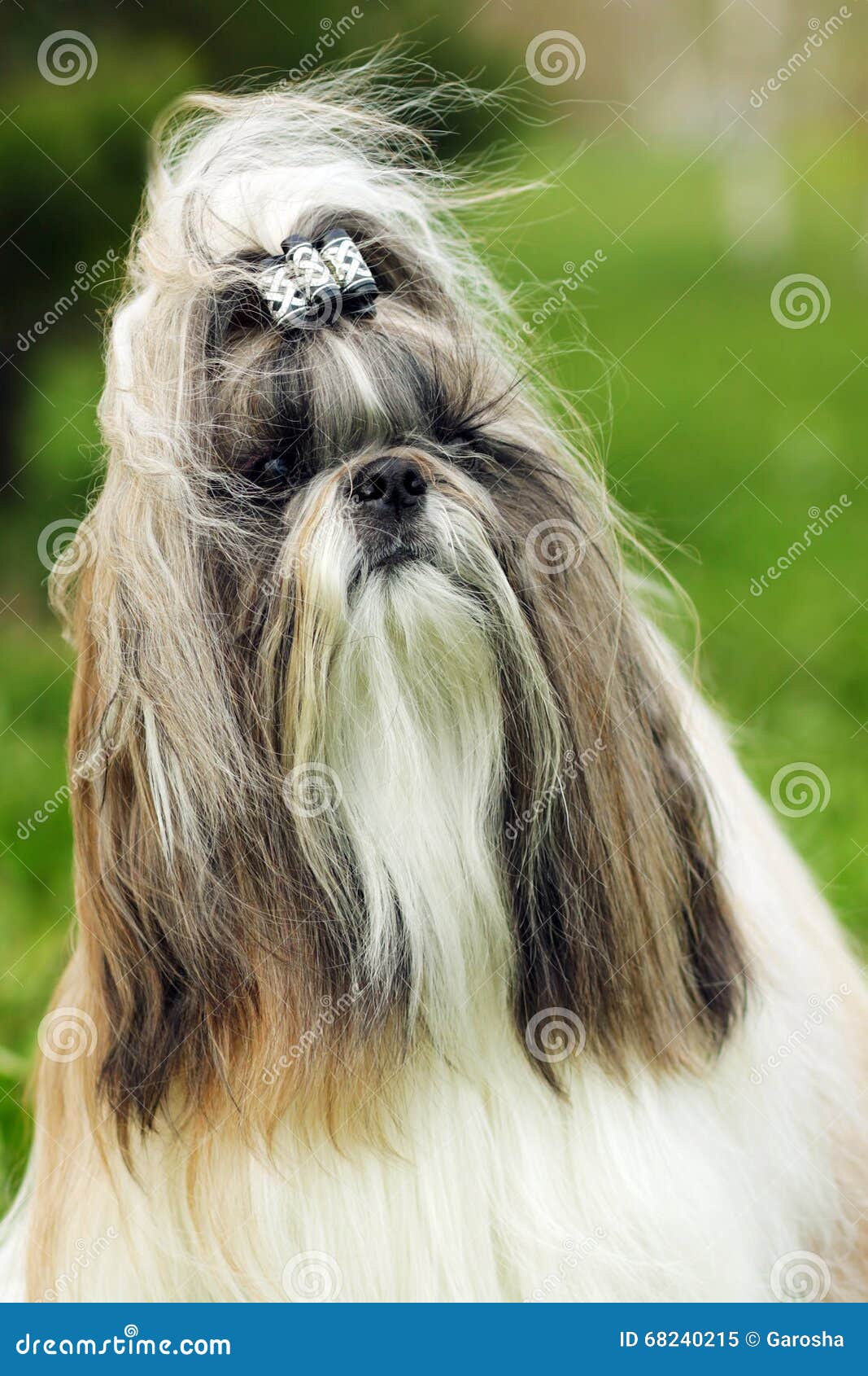 Dog breed Shih Tzu stock image. Image of decorative, breeze - 68240215