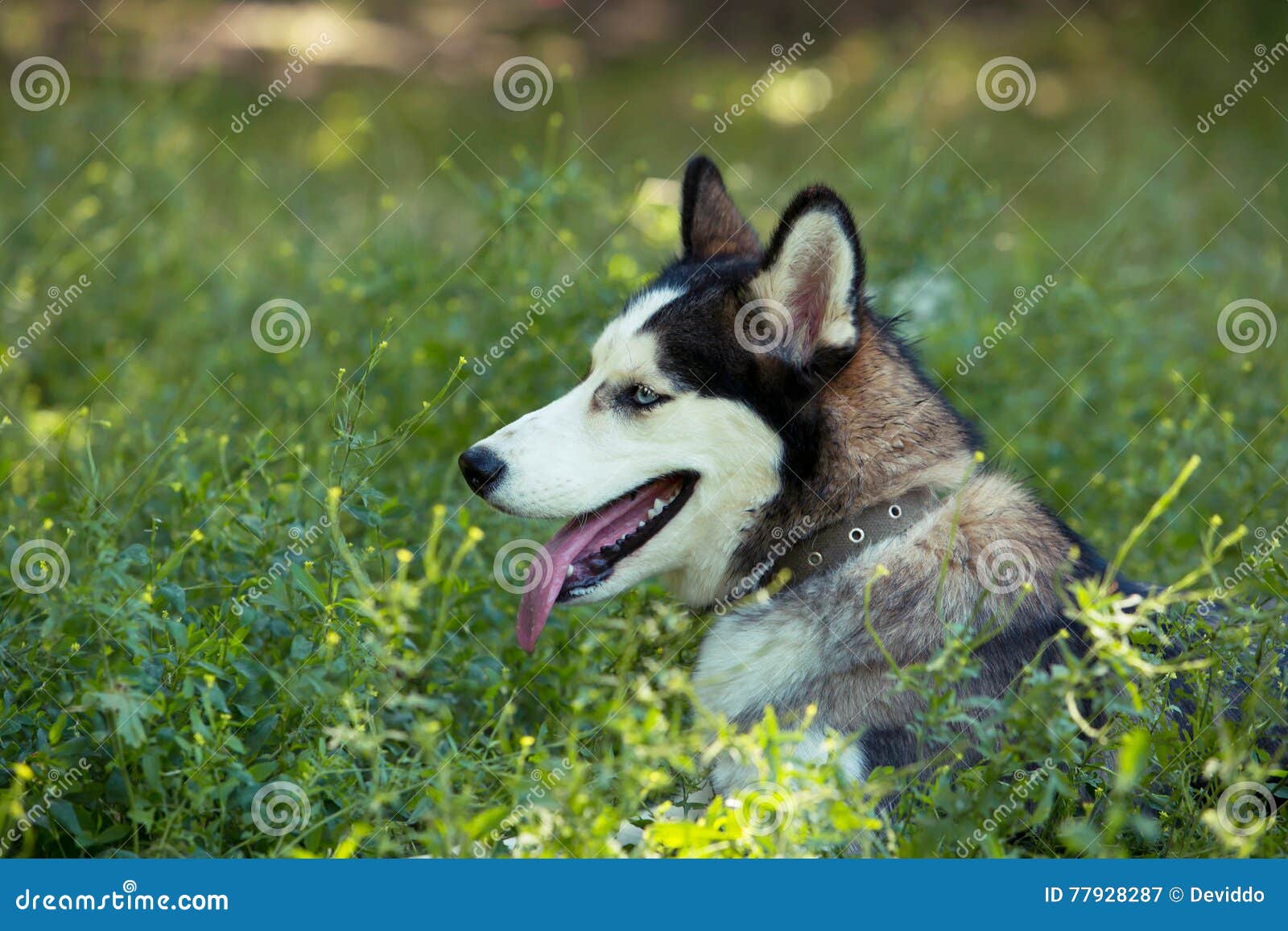Dog breed Siberian Husky stock image. Image of purebred - 77928287