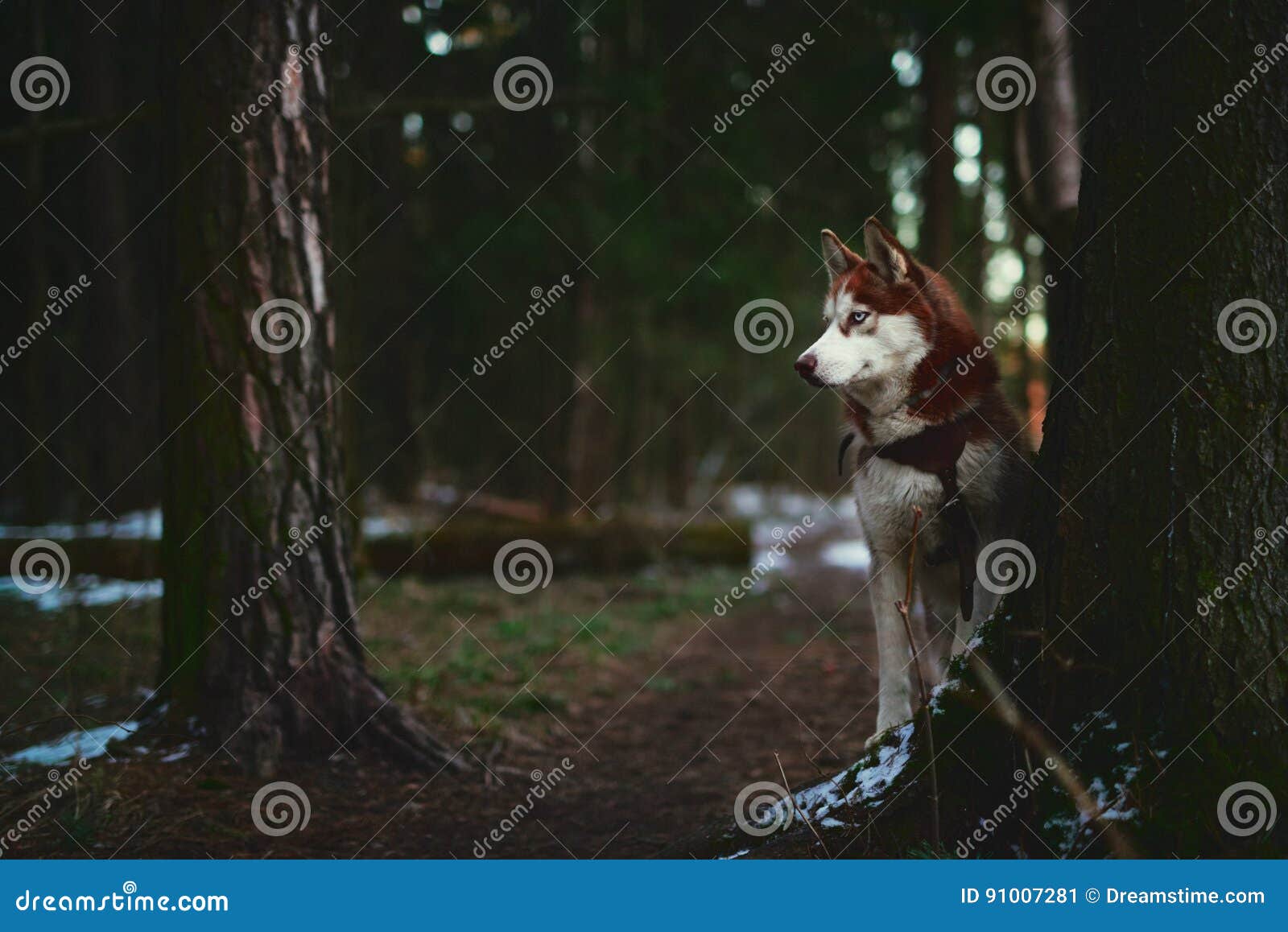 Dog Breed Siberian Husky Walking in Spring Forest Stock Image - Image ...