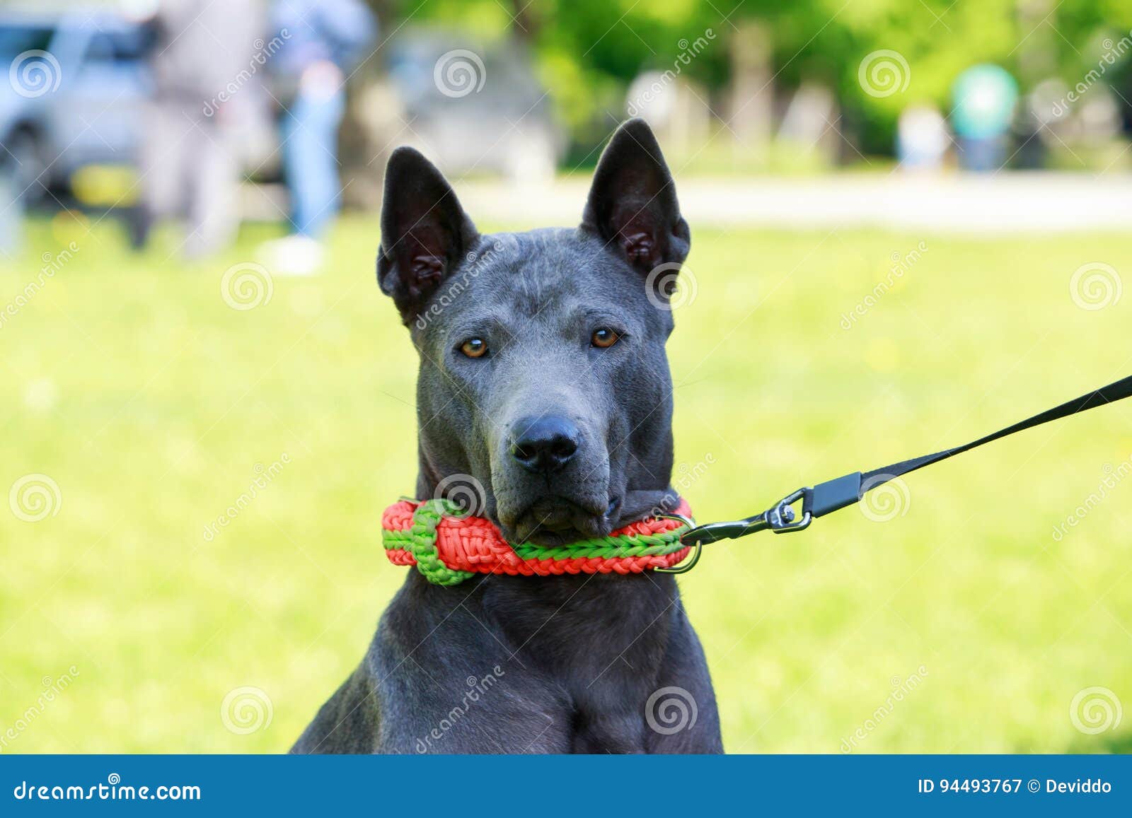 Dog breed Thai Ridgeback stock image. Image of open, thai - 94493767