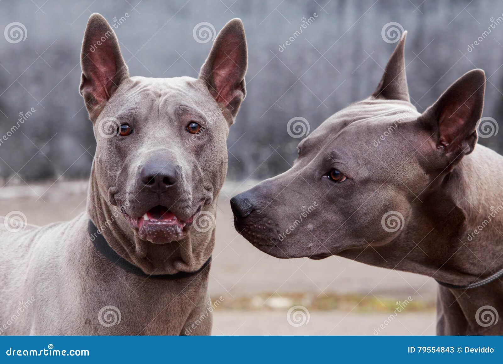 Dog breed Thai Ridgeback stock image. Image of breed - 79554843