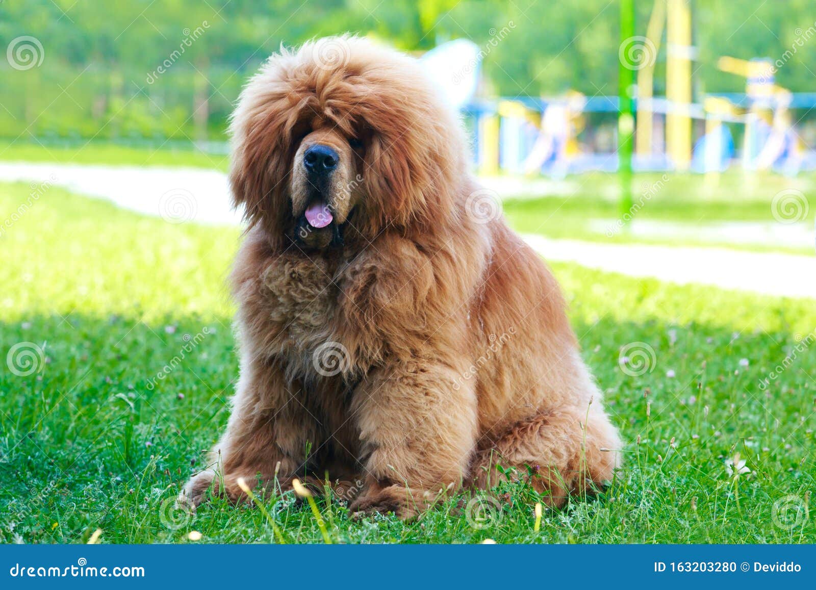 Are Tibetan Mastiffs The Same As Chow Chow