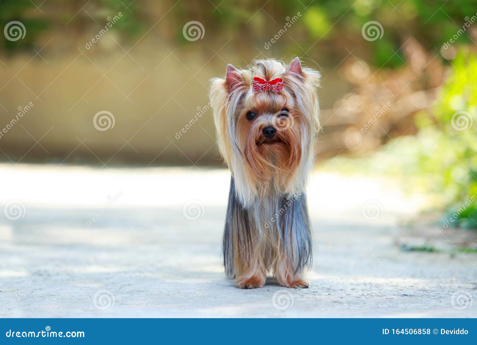 Dog Breed Yorkshire Terrier Stock Photo - Image of chestnut, portrait ...