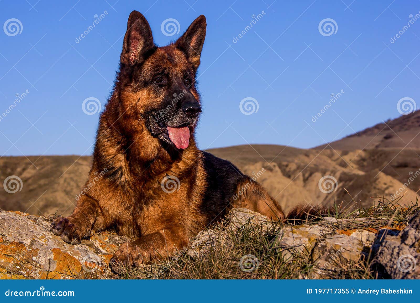 Dog Breeds German Shepherd in Mountains Stock Image - Image of ...