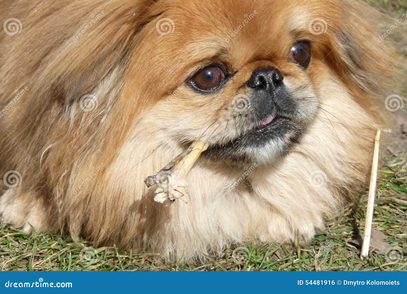 Dog stock photo. Image of nature, pikenes, lawn, garden - 54481916