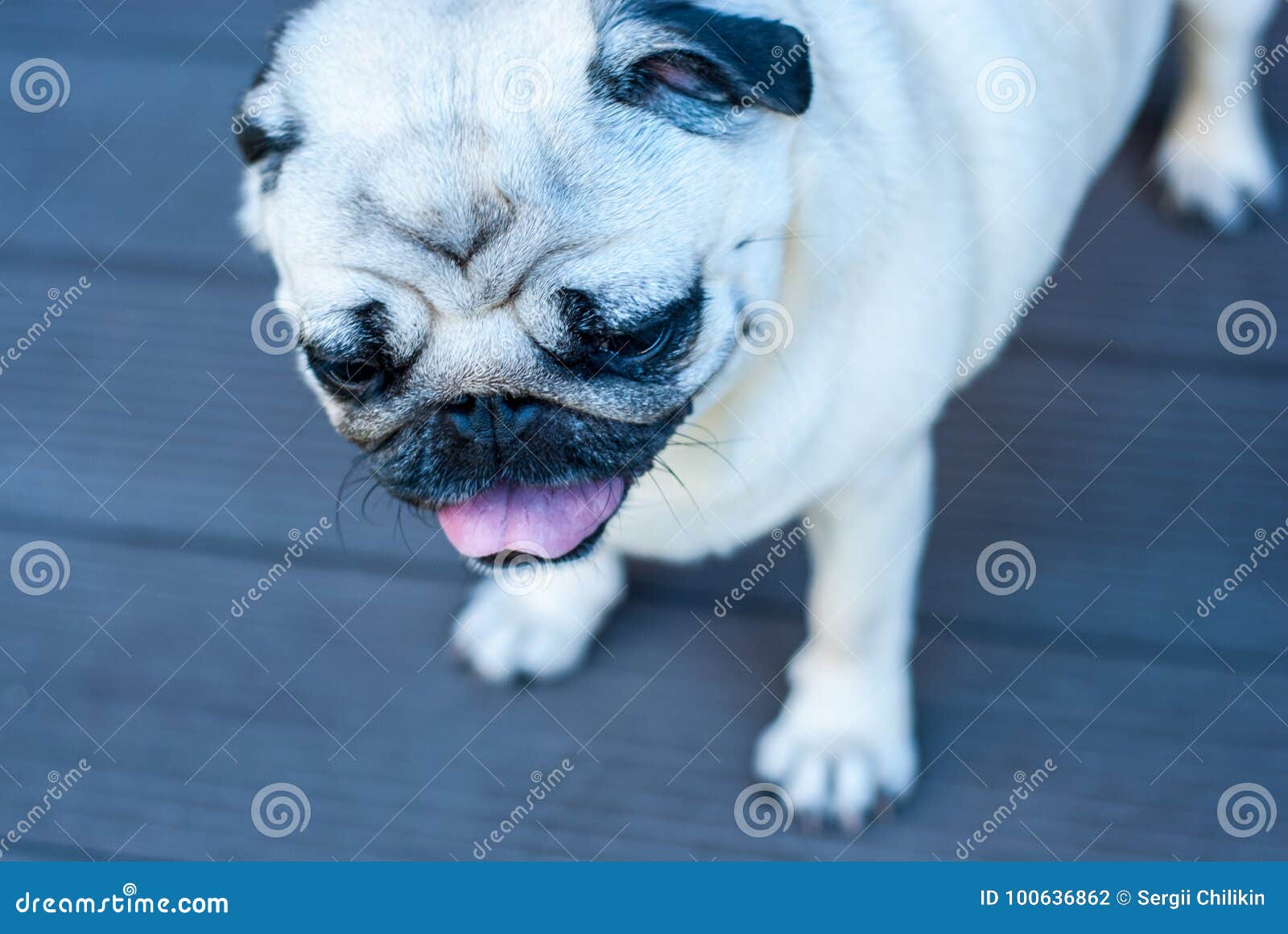 The Dog Breeds a Pug, View from Above Stock Photo - Image of face ...