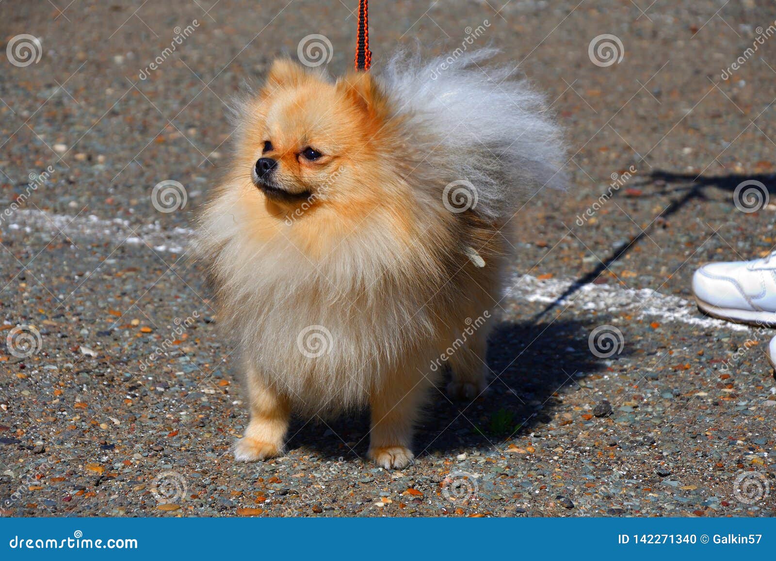 Dog Breeds of Small German Spitz Stock Photo - Image of purebred, small ...