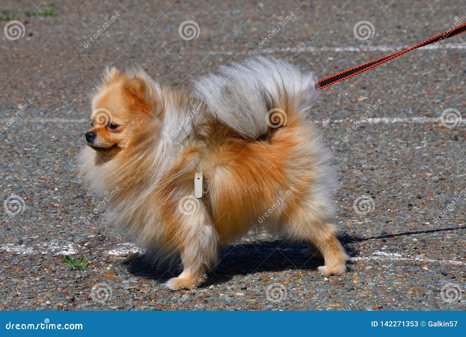 Dog Breeds of Small German Spitz Stock Image - Image of purebred ...