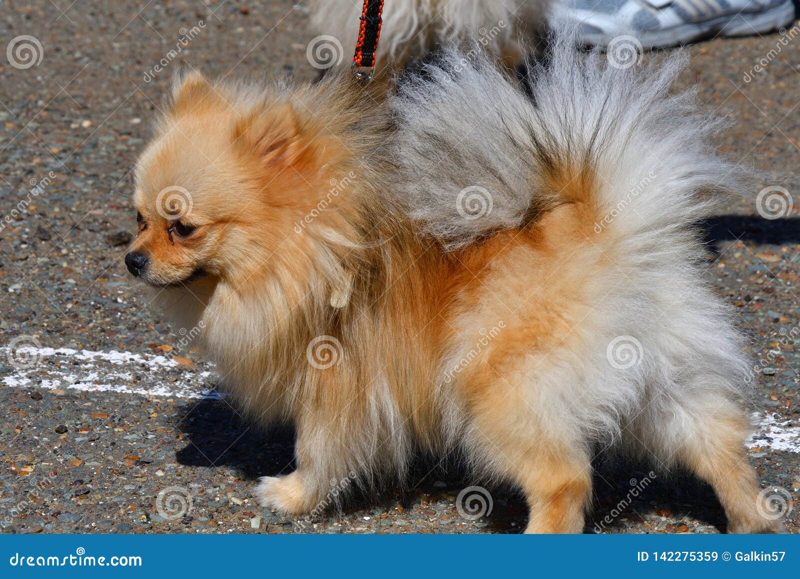 Dog Breeds of Small German Spitz Stock Image - Image of love, portrait ...