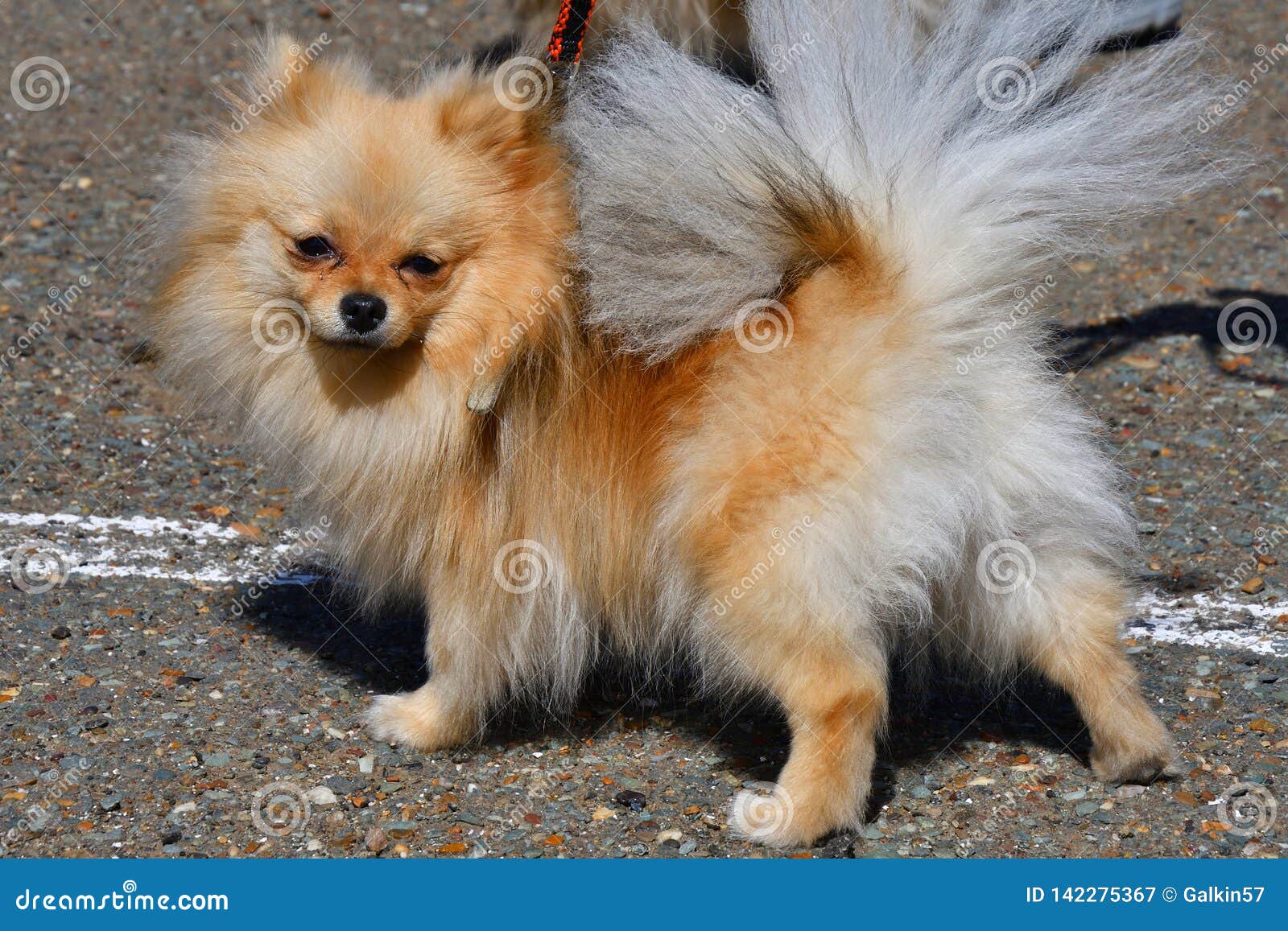Dog Breeds of Small German Spitz Stock Image - Image of healthy, puppy ...
