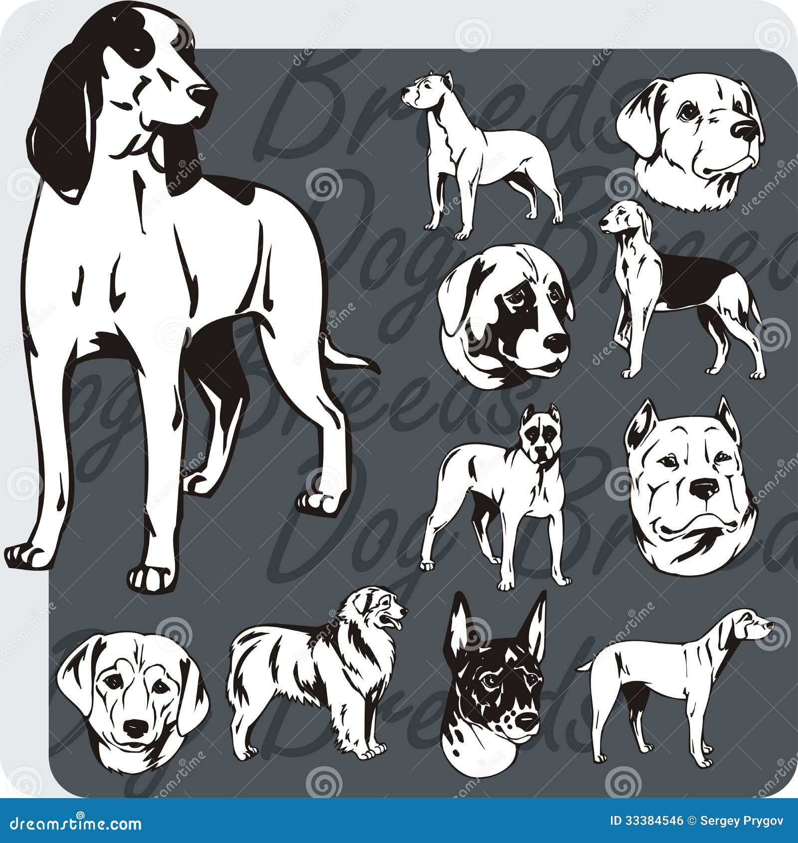Dog Breeds - vector set stock vector. Illustration of domestic - 33384546