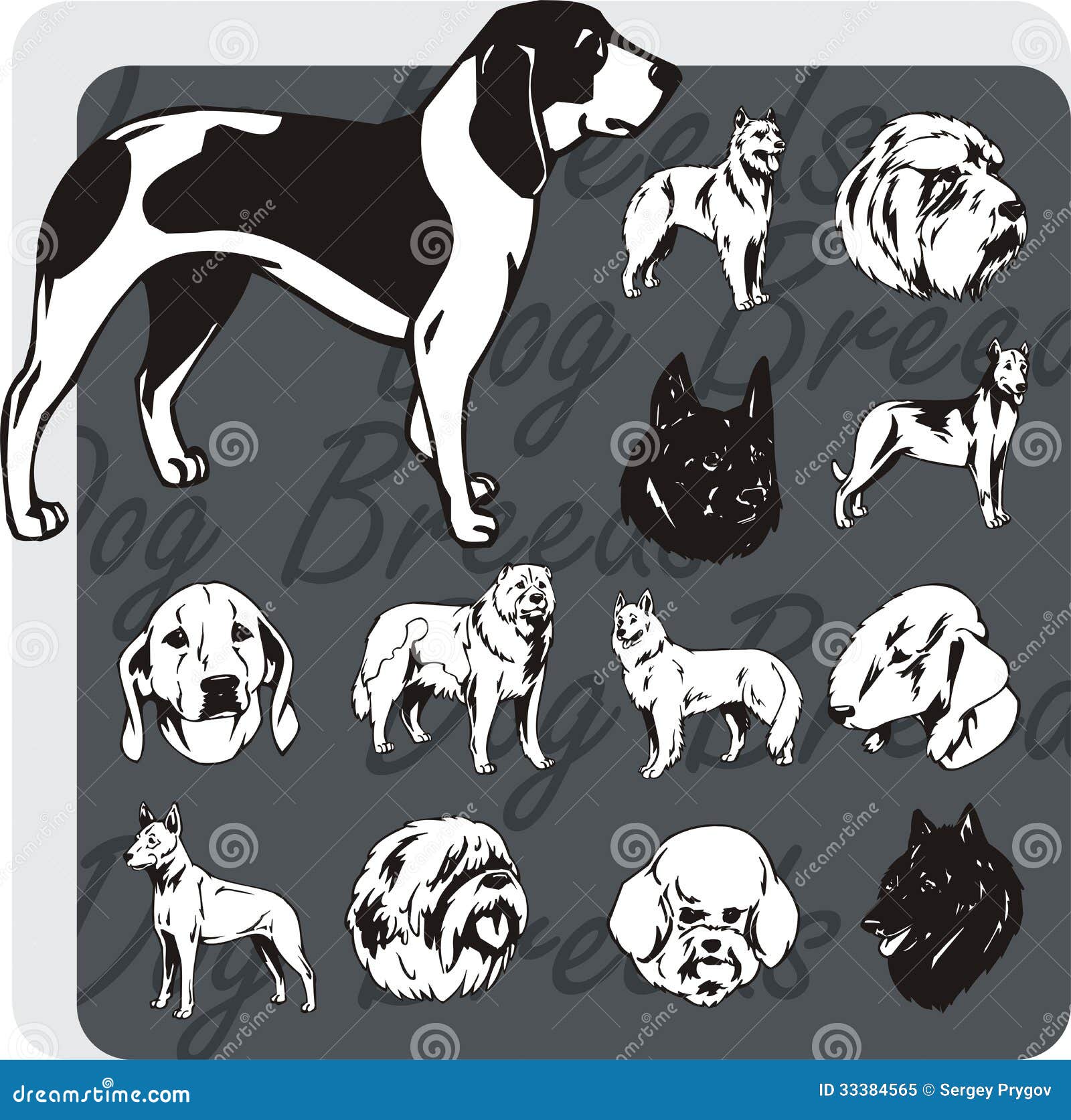 Dog Breeds - vector set stock vector. Illustration of animals - 33384565