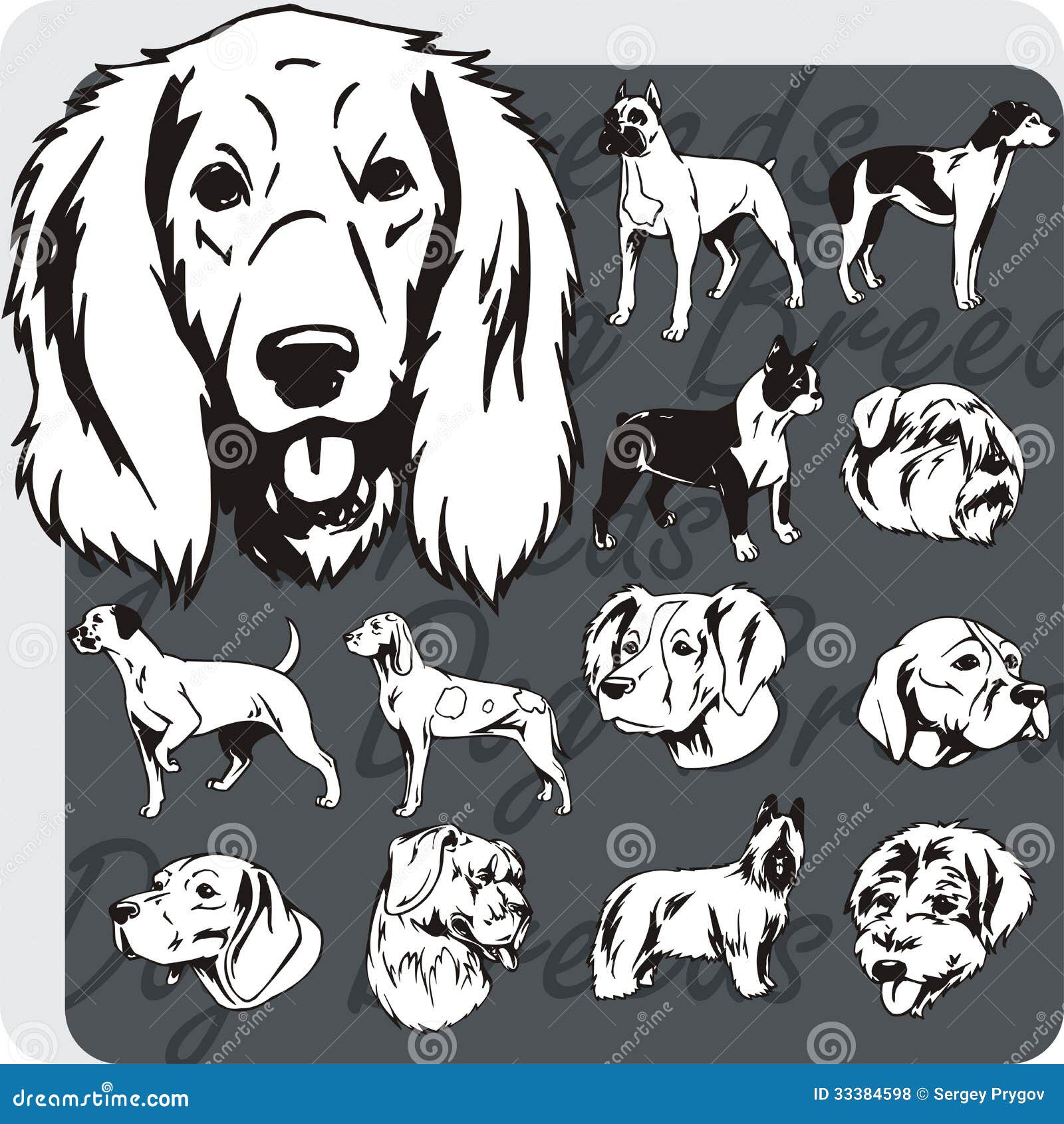 Dog Breeds - vector set stock vector. Illustration of chihuahua - 33384598
