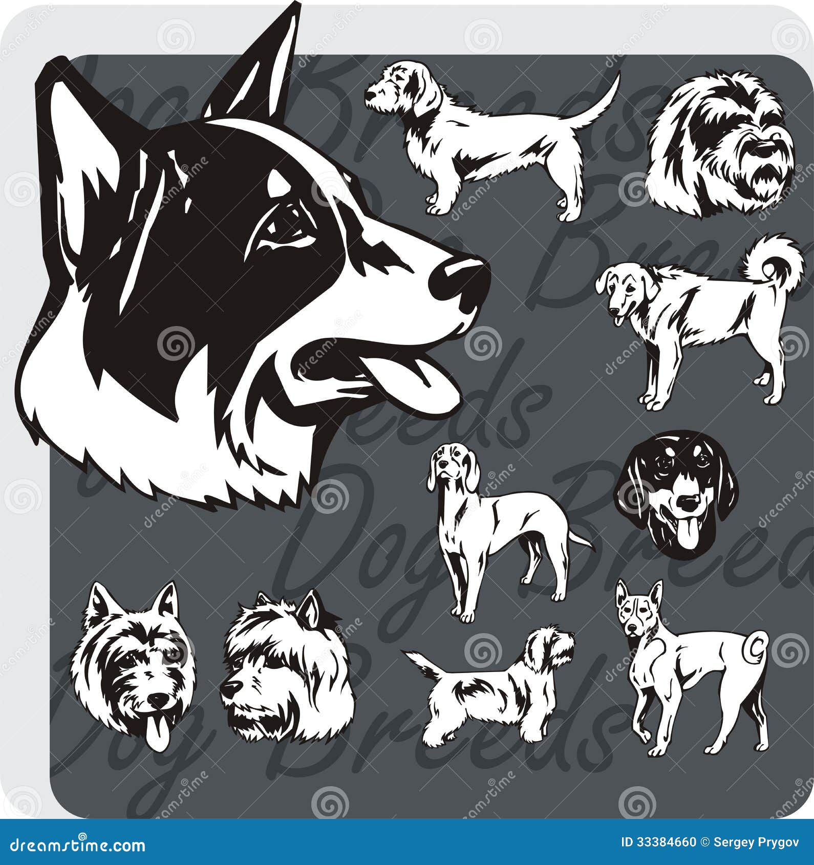Dog Breeds - vector set stock vector. Illustration of domestic - 33384660
