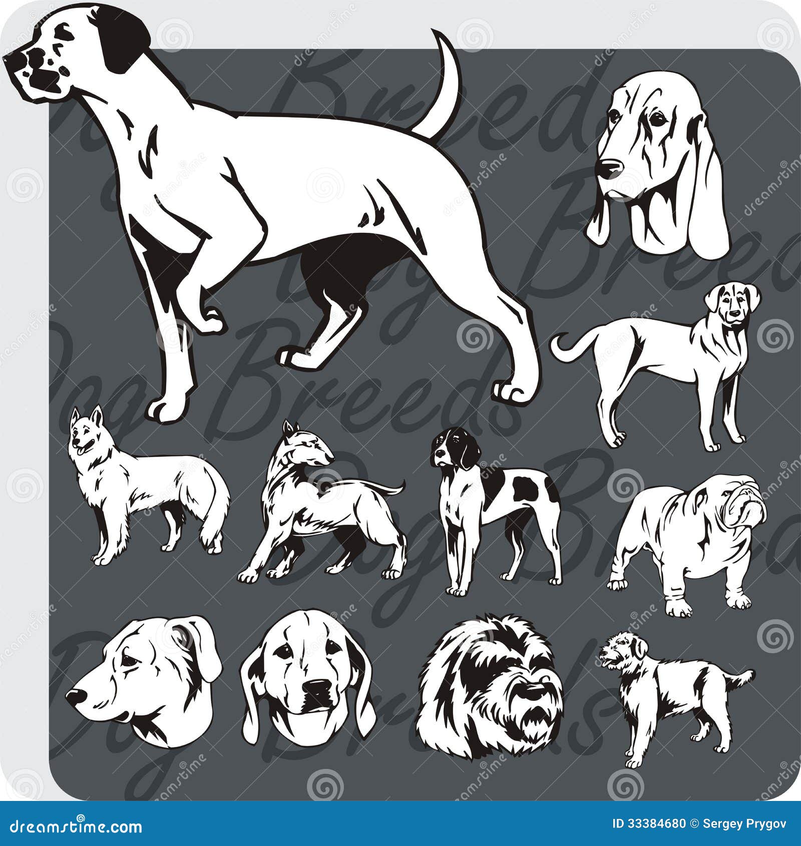Dog Breeds - vector set stock vector. Illustration of breeds - 33384680