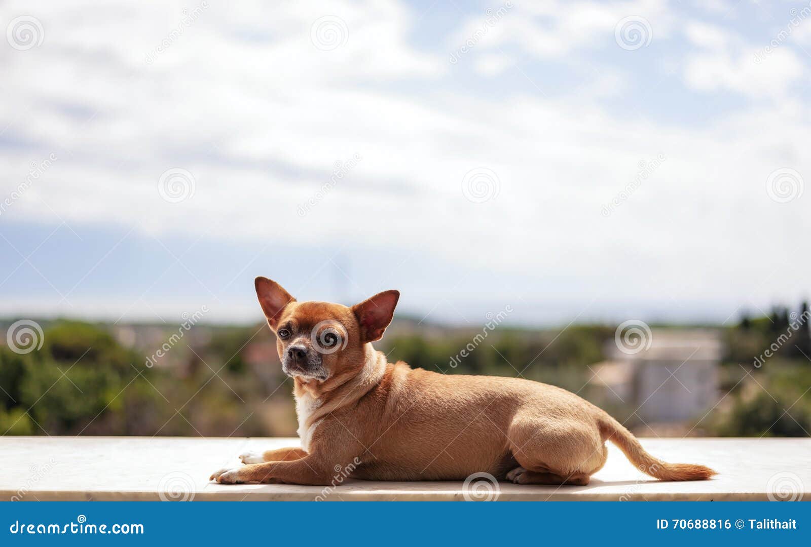 Dog on bricks wall stock photo. Image of purebred, chihuahua - 70688816