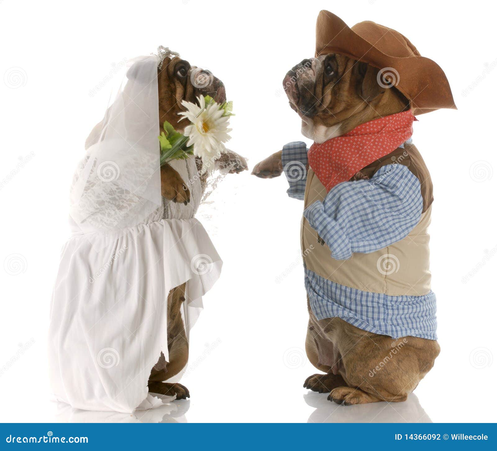 Ugly Bride Photos - Free & Royalty-Free Stock Photos from Dreamstime