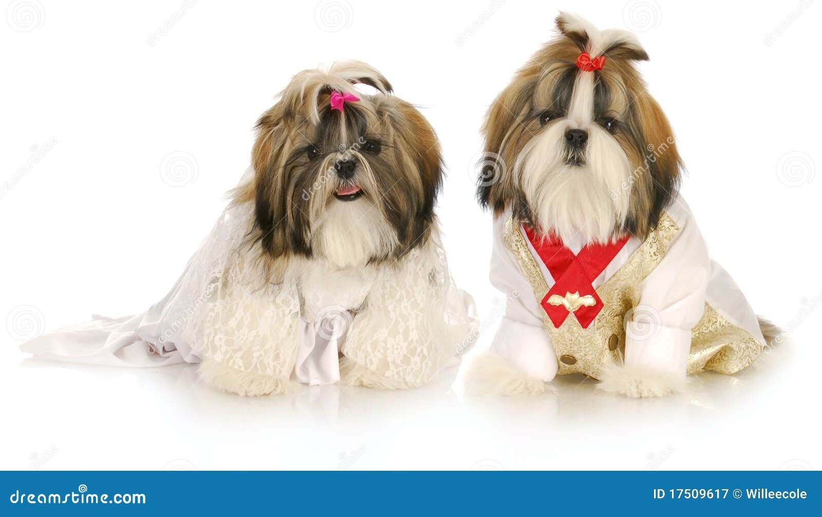 Dog bride and groom stock image. Image of cute, bride - 17509617